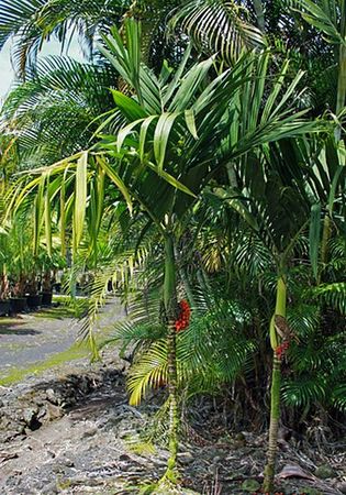 Areca caliso - Palmpedia - Palm Grower's Guide