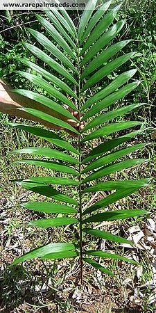Bactris coloniata - Palmpedia - Palm Grower's Guide