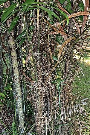 Bactris maraja - Palmpedia - Palm Grower's Guide