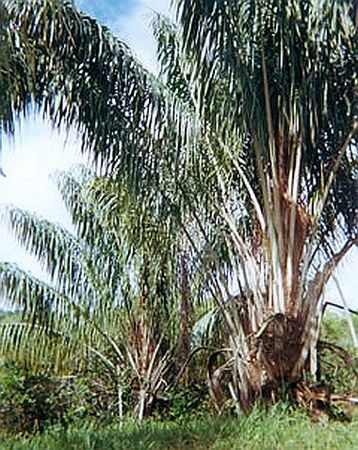 Attalea funifera - Palmpedia - Palm Grower's Guide