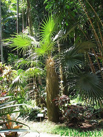 Coccothrinax crinita - Palmpedia - Palm Grower's Guide