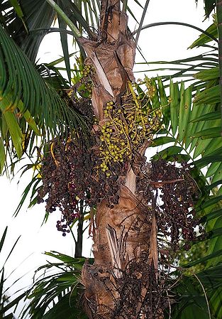 Coccothrinax argentata - Palmpedia - Palm Grower's Guide