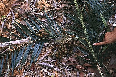 Calamus spectatissimus - Palmpedia - Palm Grower's Guide