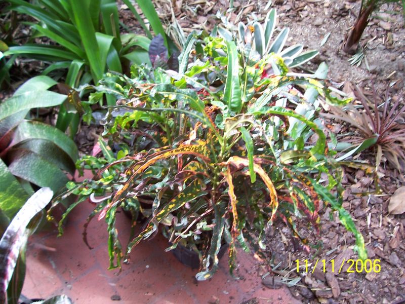 DREADLOCKS - Palmpedia - Palm Grower's Guide