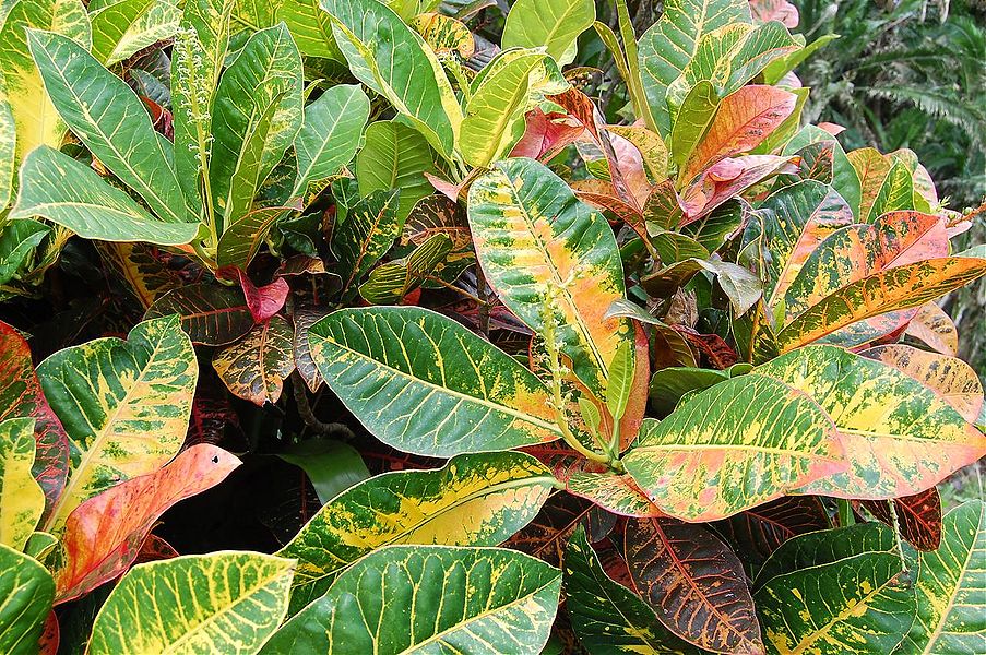 MACKENZIE - Palmpedia - Palm Grower's Guide