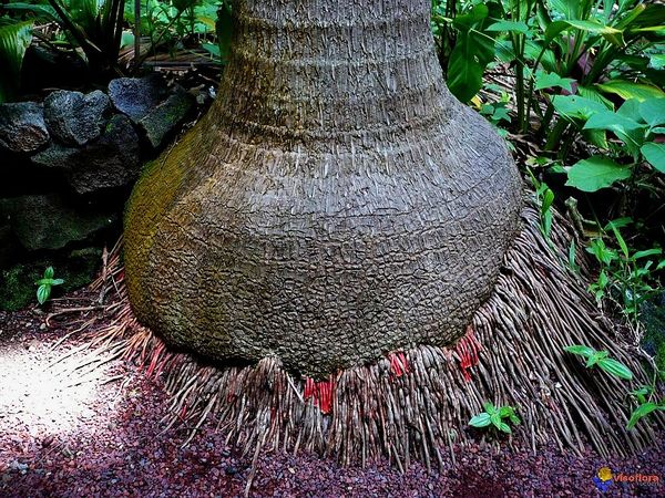 Acanthophoenix rubra - Palmpedia - Palm Grower's Guide