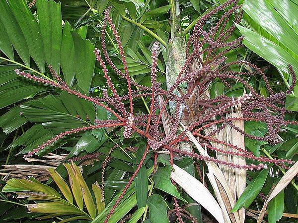 Ptychosperma schefferi - Palmpedia - Palm Grower's Guide