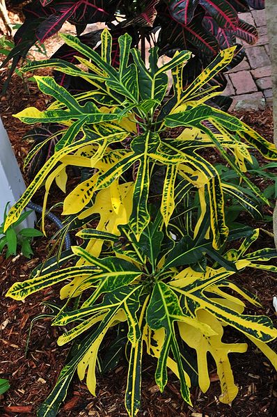 THREE TOES - Palmpedia - Palm Grower's Guide