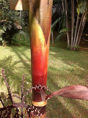 Loxococcus rupicola - Palmpedia - Palm Grower's Guide