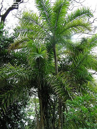 Bactris gasipaes - Palmpedia - Palm Grower's Guide