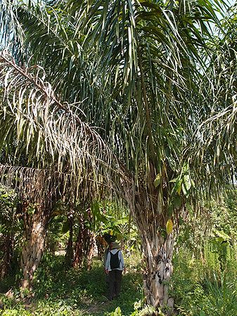 Attalea phalerata - Palmpedia - Palm Grower's Guide