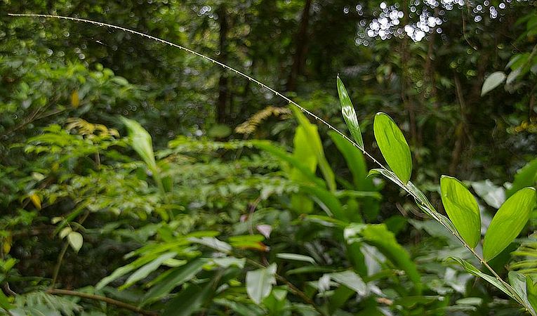 Calamus vitiensis - Palmpedia - Palm Grower's Guide