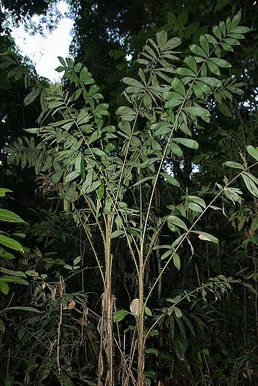 Bactris maraja - Palmpedia - Palm Grower's Guide