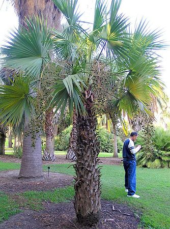 Brahea aculeata - Palmpedia - Palm Grower's Guide