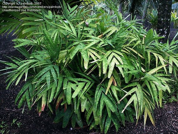Pinanga disticha - Palmpedia - Palm Grower's Guide