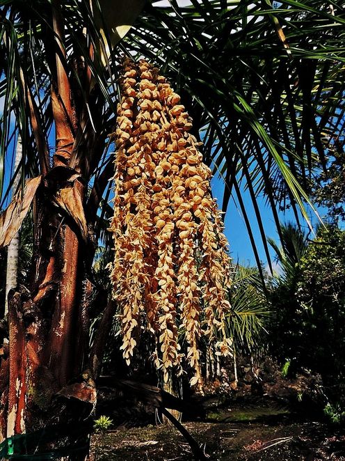 Syagrus smithii - Palmpedia - Palm Grower's Guide