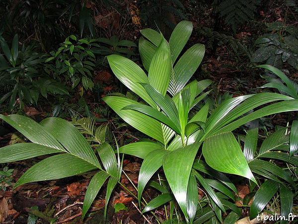 Geonoma interrupta - Palmpedia - Palm Grower's Guide