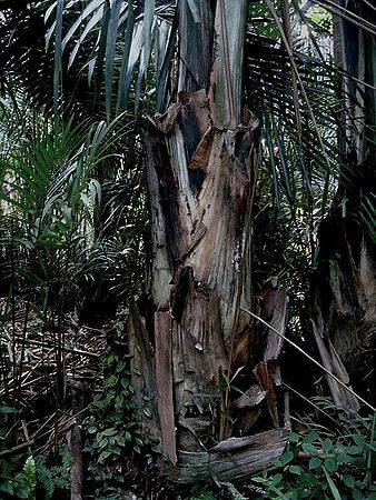 Metroxylon sagu - Palmpedia - Palm Grower's Guide