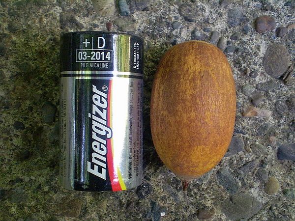 Attalea rostrata - Palmpedia - Palm Grower's Guide