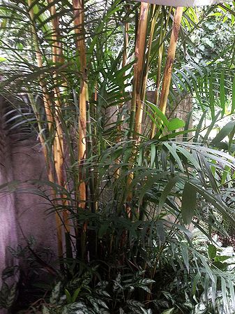Pinanga dicksonii - Palmpedia - Palm Grower's Guide