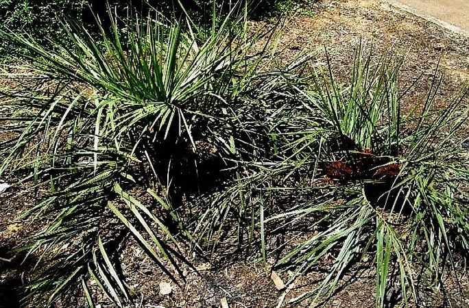 Acrocomia emensis - Palmpedia - Palm Grower's Guide