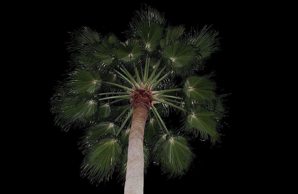 Washingtonia filibusta - Palmpedia - Palm Grower's Guide