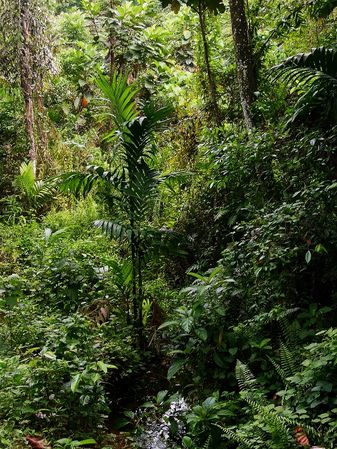 Areca concinna - Palmpedia - Palm Grower's Guide