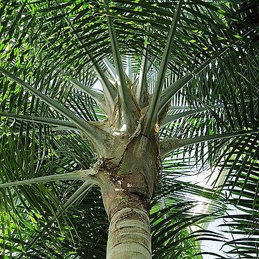 Ravenea rivularis - Palmpedia - Palm Grower's Guide