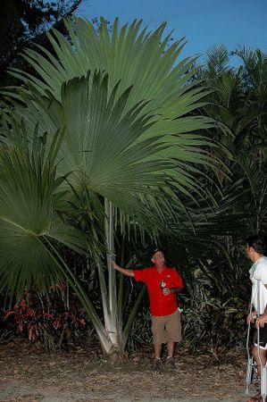 Tahina spectabilis - Palmpedia - Palm Grower's Guide