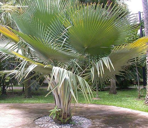 Copernicia baileyana - Palmpedia - Palm Grower's Guide