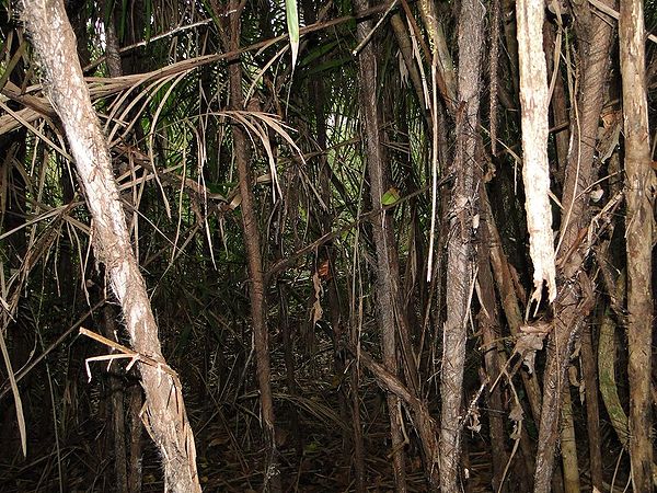 Bactris major - Palmpedia - Palm Grower's Guide