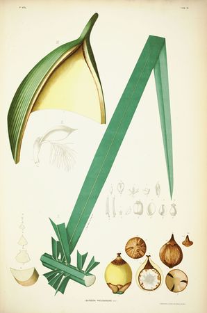 Syagrus pseudococos - Palmpedia - Palm Grower's Guide