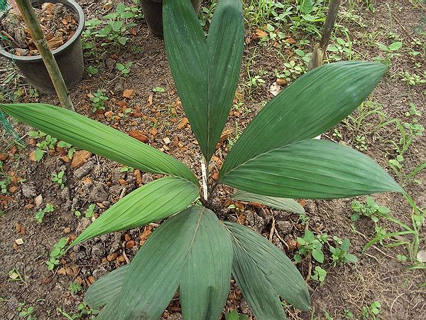 Astrocaryum malybo - Palmpedia - Palm Grower's Guide