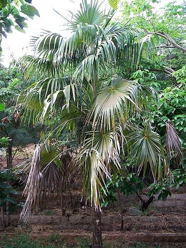 Coccothrinax barbadensis - Palmpedia - Palm Grower's Guide