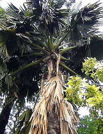 Corypha taliera - Palmpedia - Palm Grower's Guide