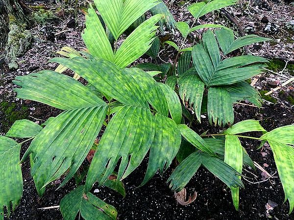 Pinanga maculata - Palmpedia - Palm Grower's Guide