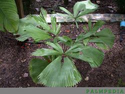 Licuala sp.'irian jaya' - Palmpedia - Palm Grower's Guide