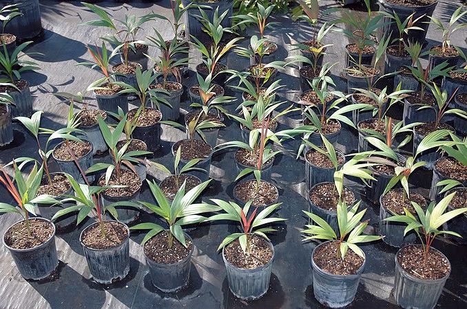 Loxococcus rupicola - Palmpedia - Palm Grower's Guide