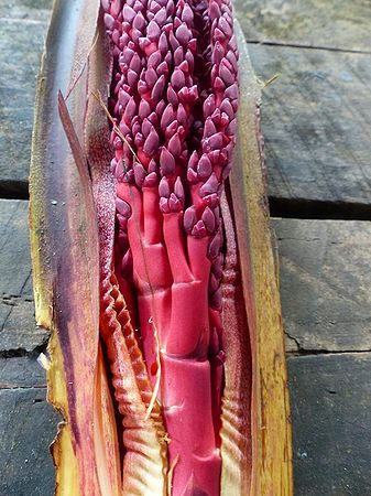 Loxococcus rupicola - Palmpedia - Palm Grower's Guide