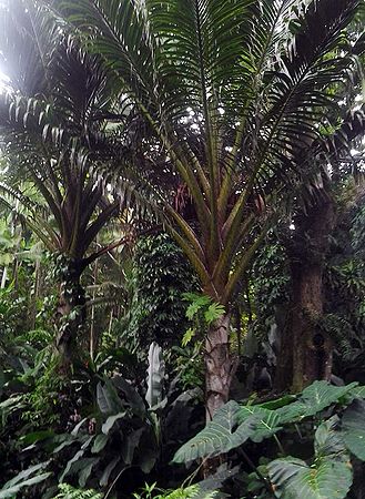 Metroxylon vitiense - Palmpedia - Palm Grower's Guide