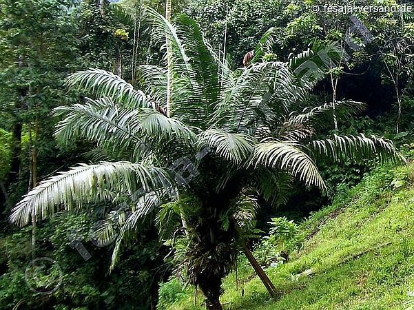 Phytelephas aequatorialis - Alchetron, the free social encyclopedia