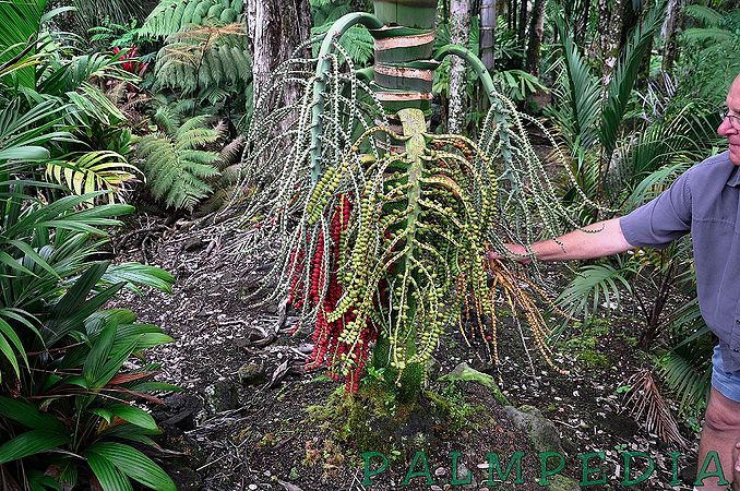 Pinanga rumphiana - Palmpedia - Palm Grower's Guide