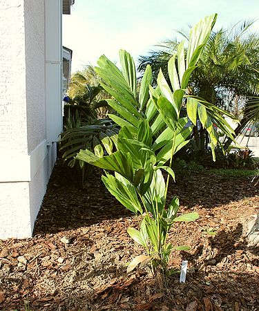 Ptychosperma schefferi - Palmpedia - Palm Grower's Guide