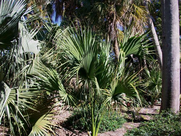 Sabal rosei - Palmpedia - Palm Grower's Guide