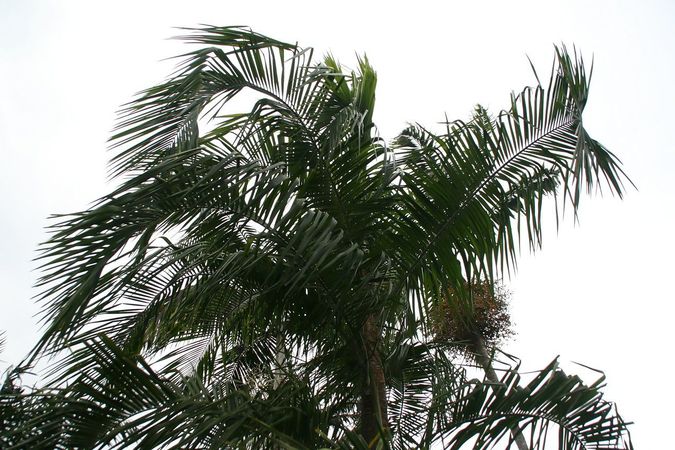 Syagrus botryophora - Palmpedia - Palm Grower's Guide