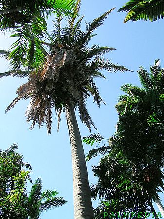 Attalea butyracea - Palmpedia - Palm Grower's Guide