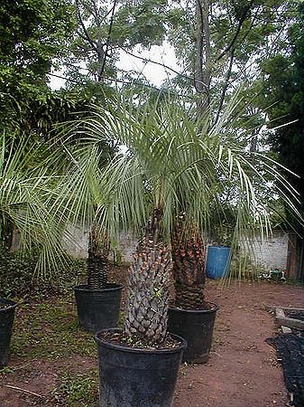 Butia archeri - Palmpedia - Palm Grower's Guide