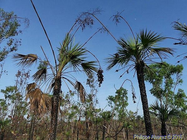 Livistona humilis - Palmpedia - Palm Grower's Guide