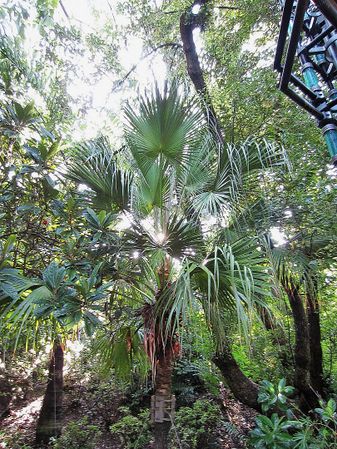 Livistona chinensis - Palmpedia - Palm Grower's Guide