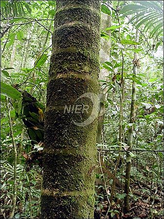 Pinanga insignis - Palmpedia - Palm Grower's Guide